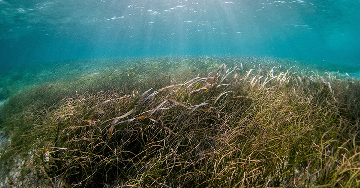 Blue Carbon | NOC Innovations